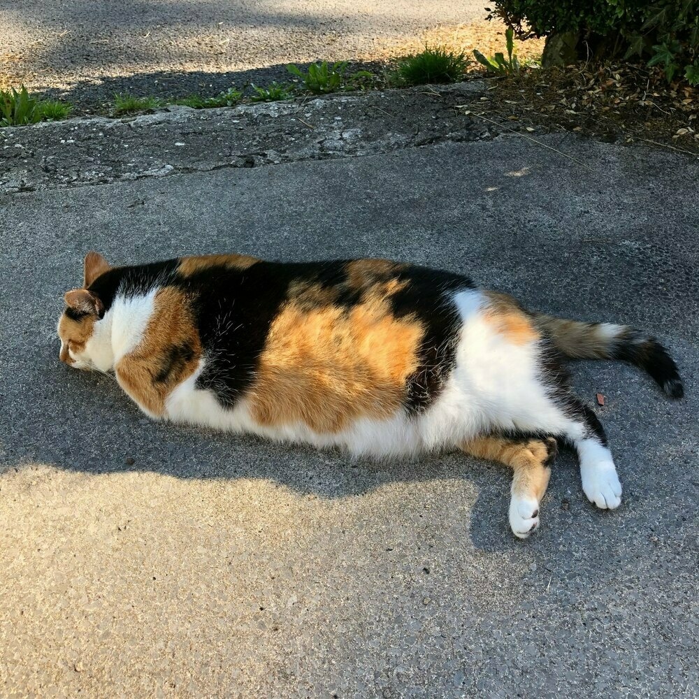 No Legged Cat